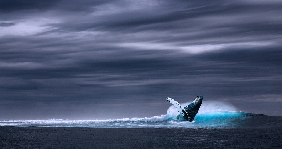 “Nel ventre della balena”, a riscoprire Pinocchio da una prospettiva ...